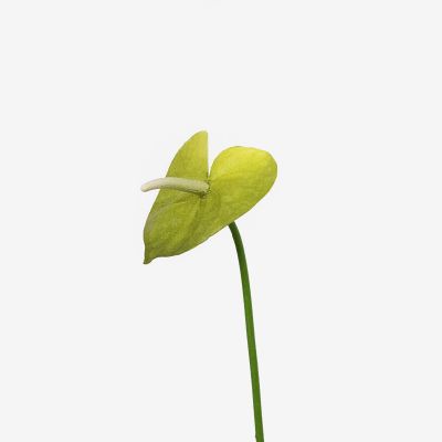 Premium Mini Anthurium Stem (Fresh Green) Natural Touch 46cm