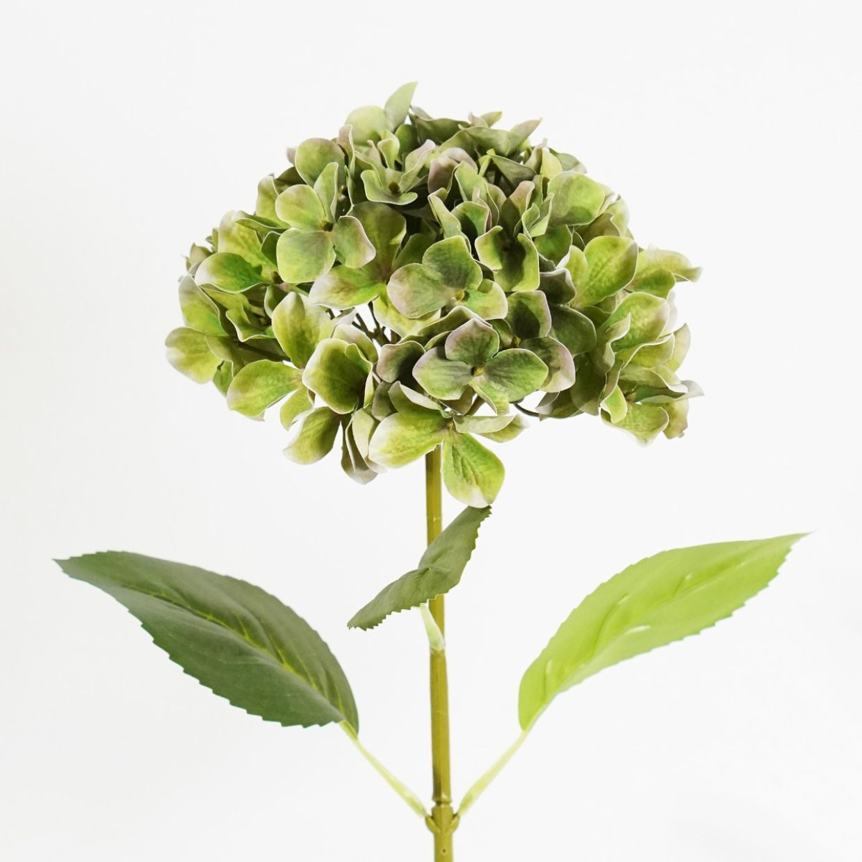 Hydrangea Stem (Fresh Green) 65cm